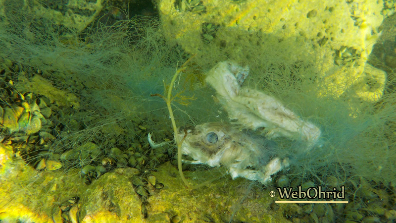 Пронајдена и отстранета рибарска мрежа при снимање на сцени од WebOhrid Aquatic • WebOhrid